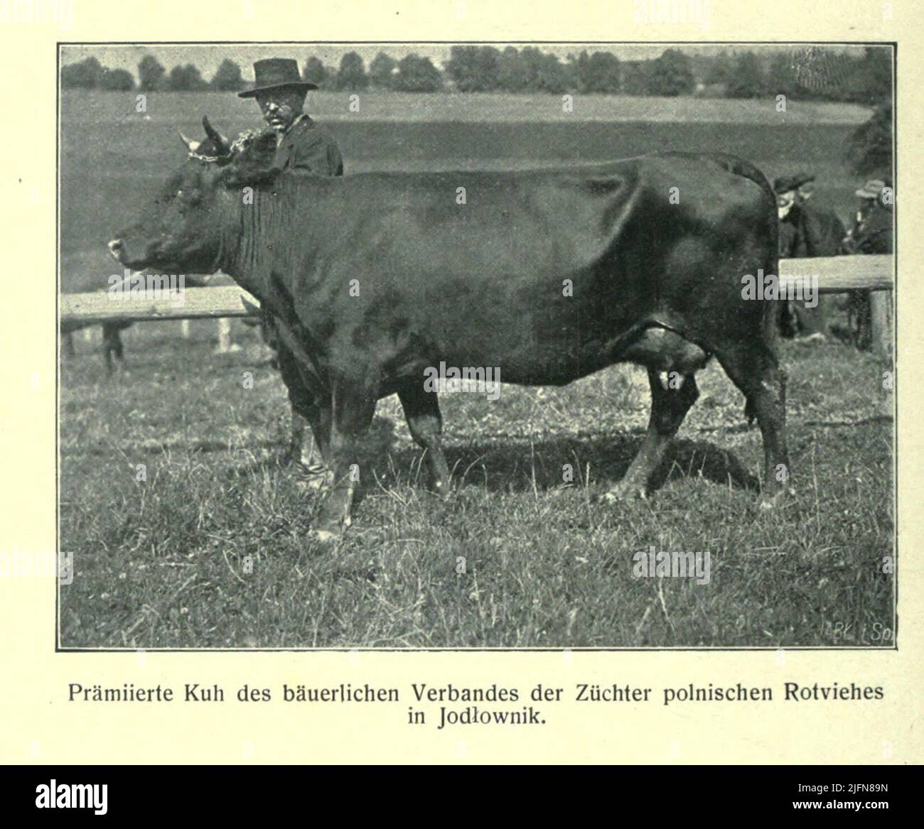 Premium cow of the Peasant Association of Polish Red Cattle Breeders in ...