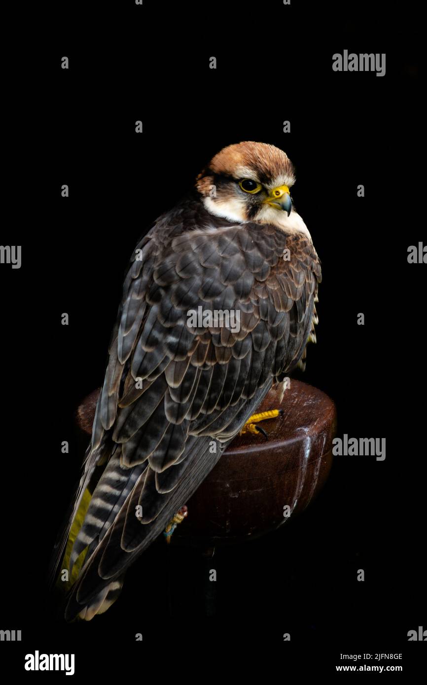 Falco biamircus hi-res stock photography and images - Alamy