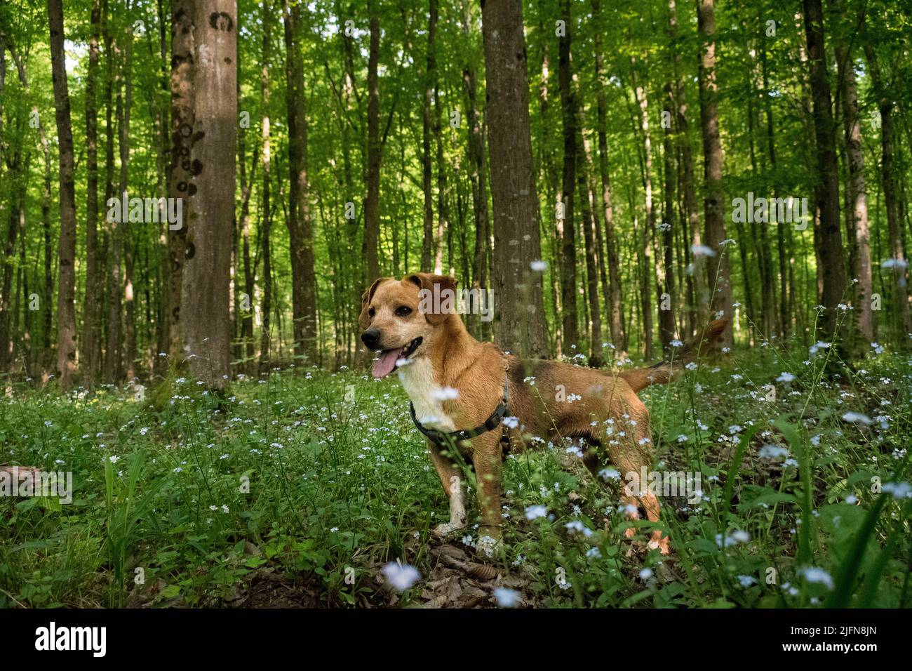 Cute small dog in a forest Stock Photo - Alamy