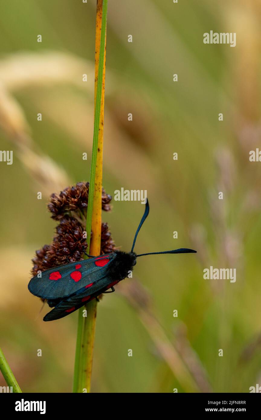 5-Spot Burnet moth resting Stock Photo - Alamy