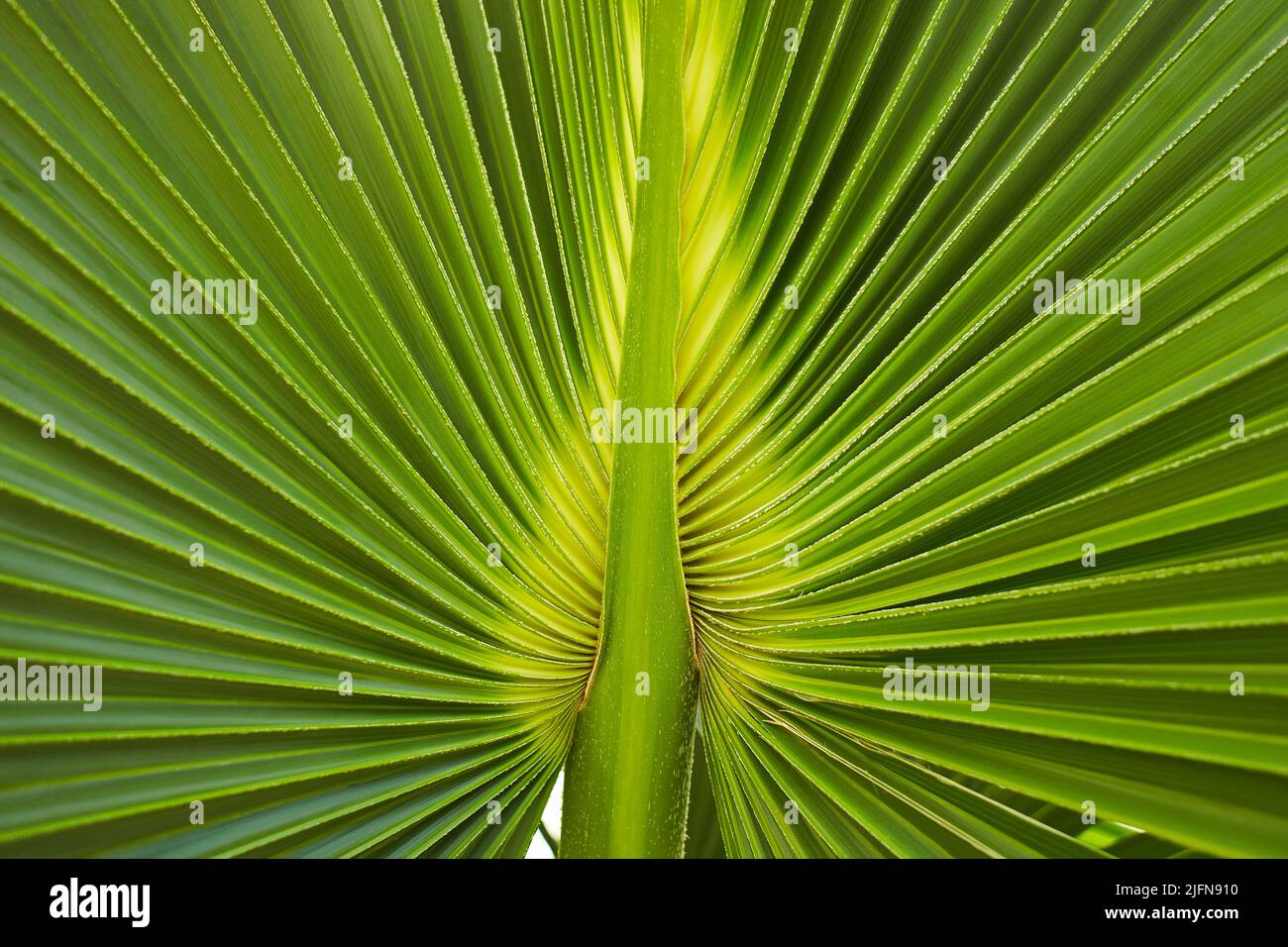 Green palm leaf of Talipot Palm (Corypha umbraculifera L Stock Photo ...