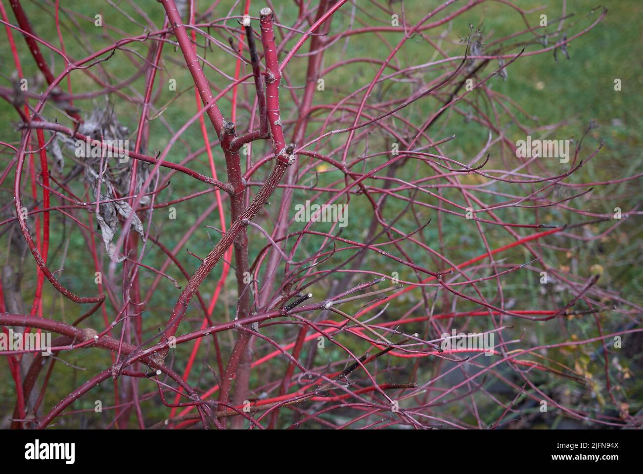Cornus alba red and bronze branches Stock Photo - Alamy