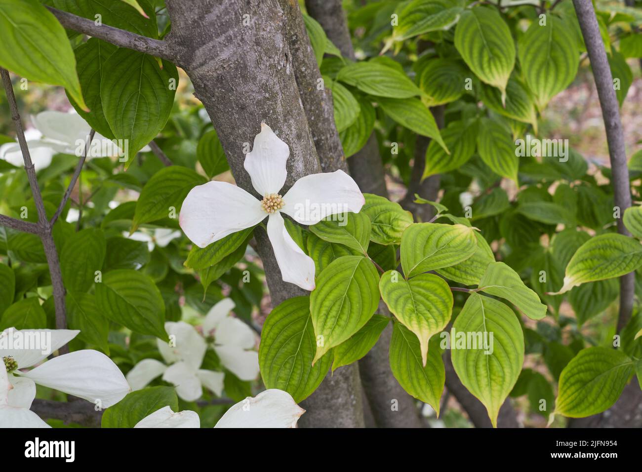 Cornus florida shrub in bloom Stock Photo - Alamy