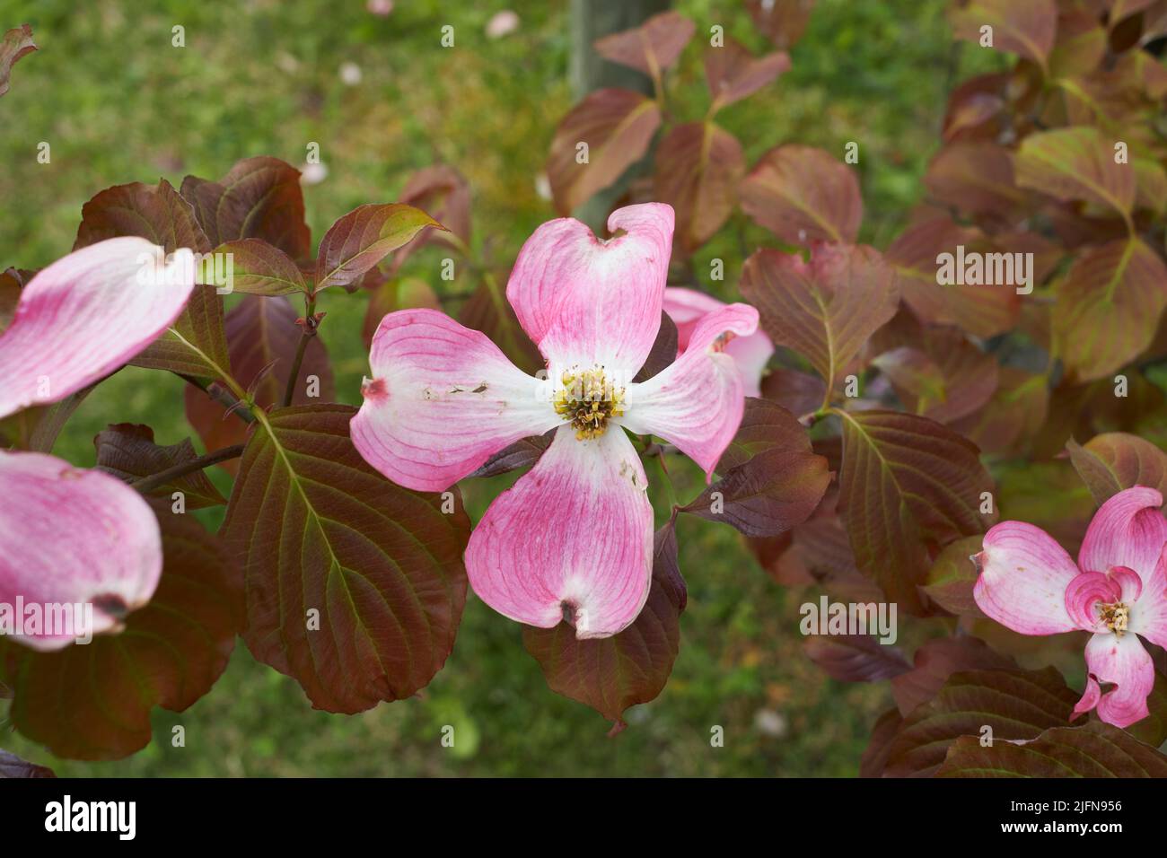 Cornus florida shrub in bloom Stock Photo - Alamy
