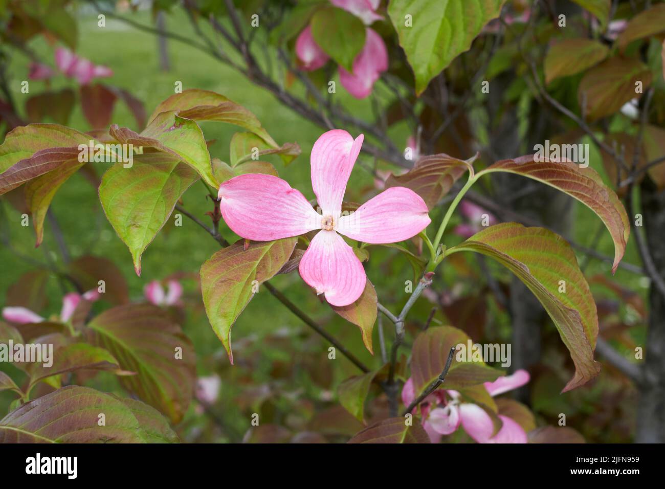 Cornus florida shrub in bloom Stock Photo - Alamy