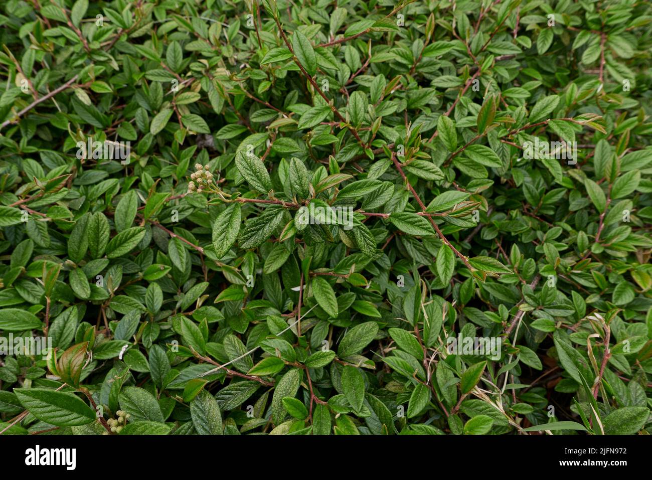 Cotoneaster salicifolius leaves close up Stock Photo - Alamy