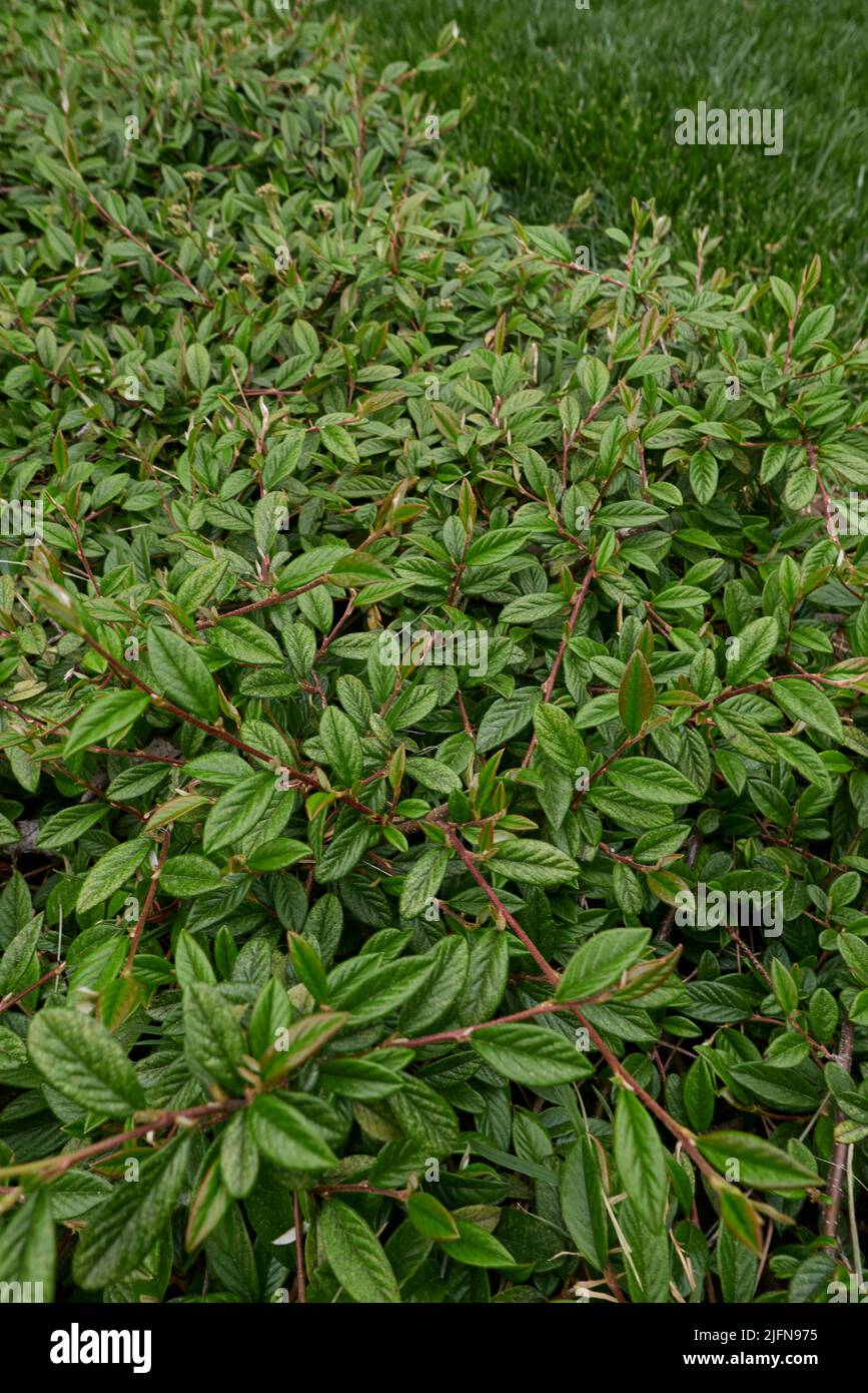 Leaved cotoneaster hi-res stock photography and images - Alamy