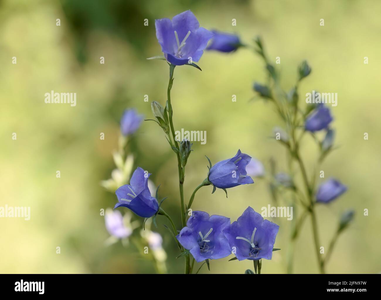 Beautiful blue paper flower blooming in midsummer Stock Photo - Alamy