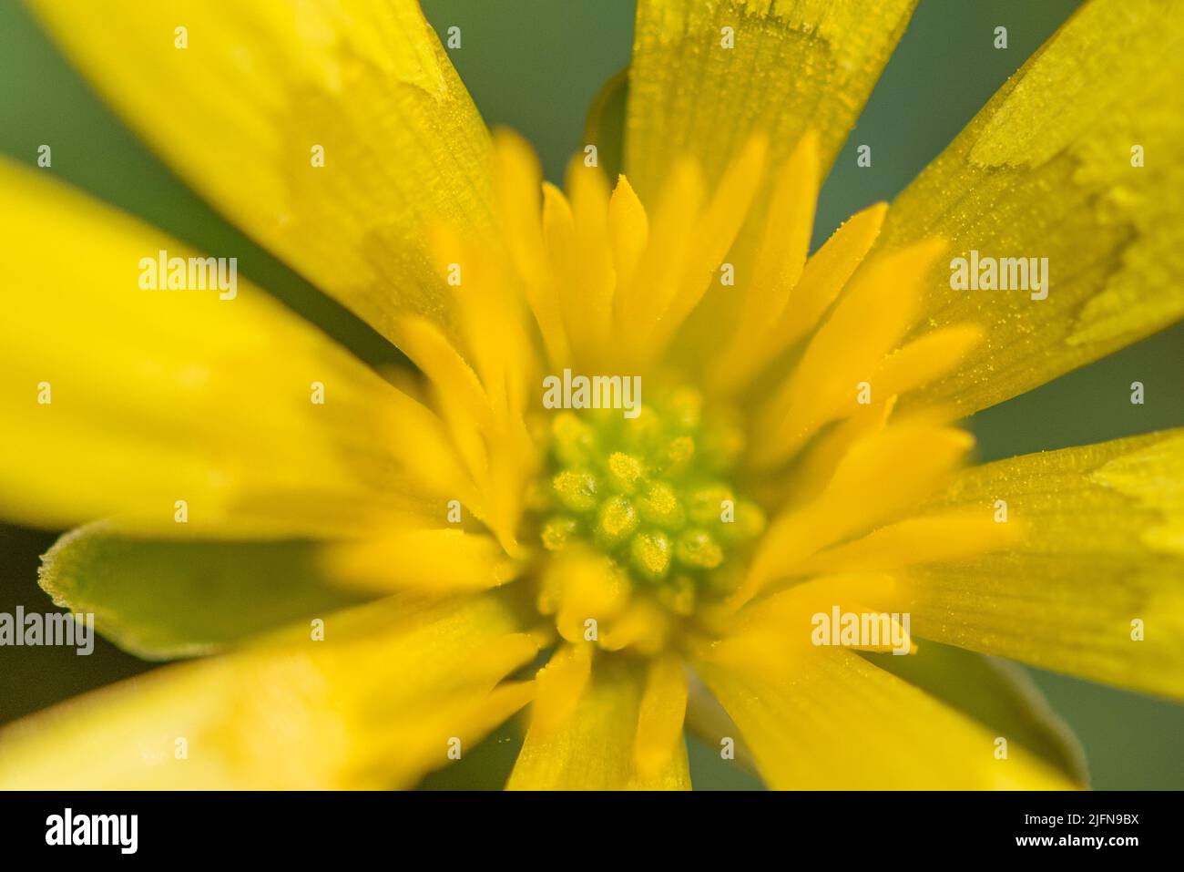 Pollen on stamen of lesser celandine flower Stock Photo - Alamy
