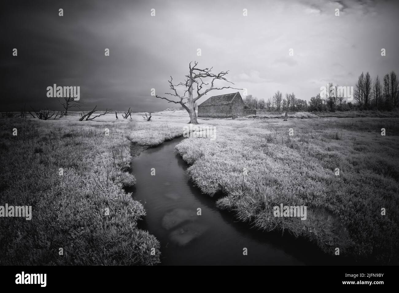 Porlock marsh dead trees england uk Stock Photo - Alamy