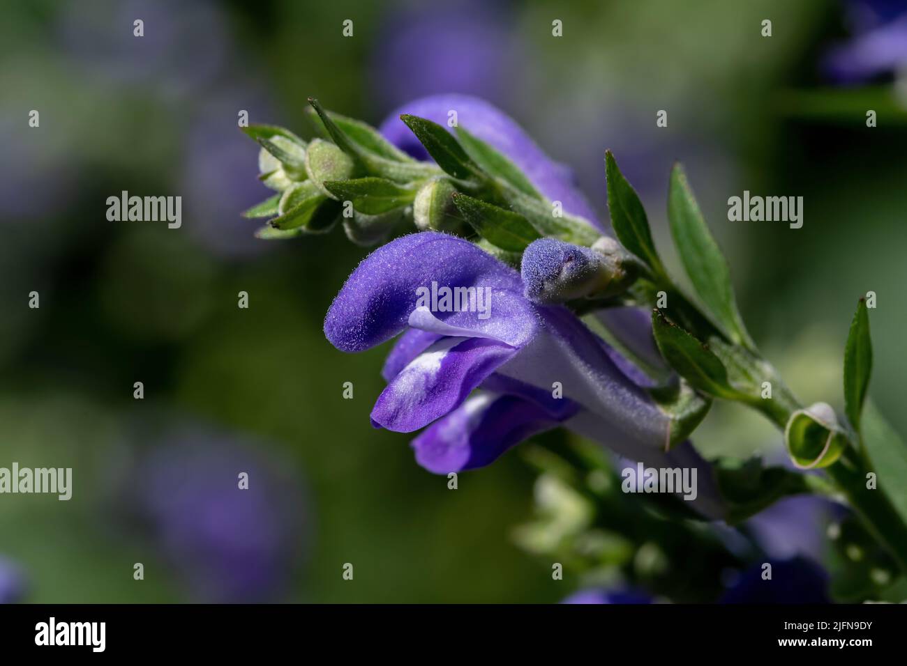 Downy skullcap flower. Also called hoary skullcap it is found growing ...