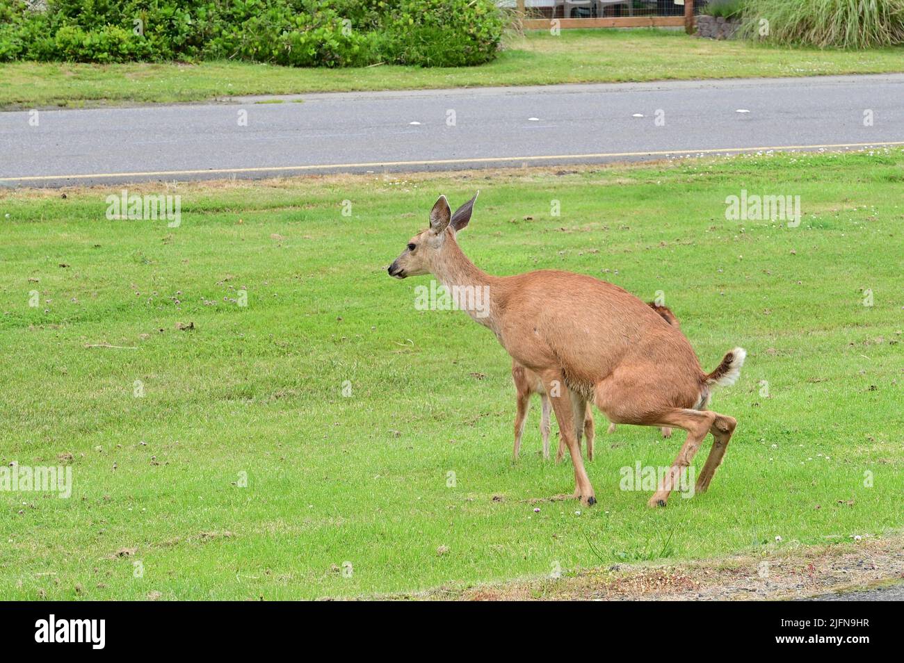 A Deer crouching to pee at Ocean Shores in Washington, USA Stock Photo ...
