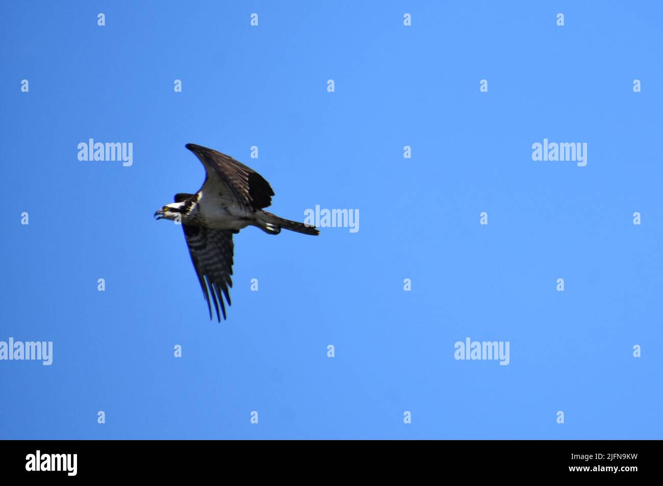 Beautiful osprey bird with wings folded in flight in Casco Bay Stock ...