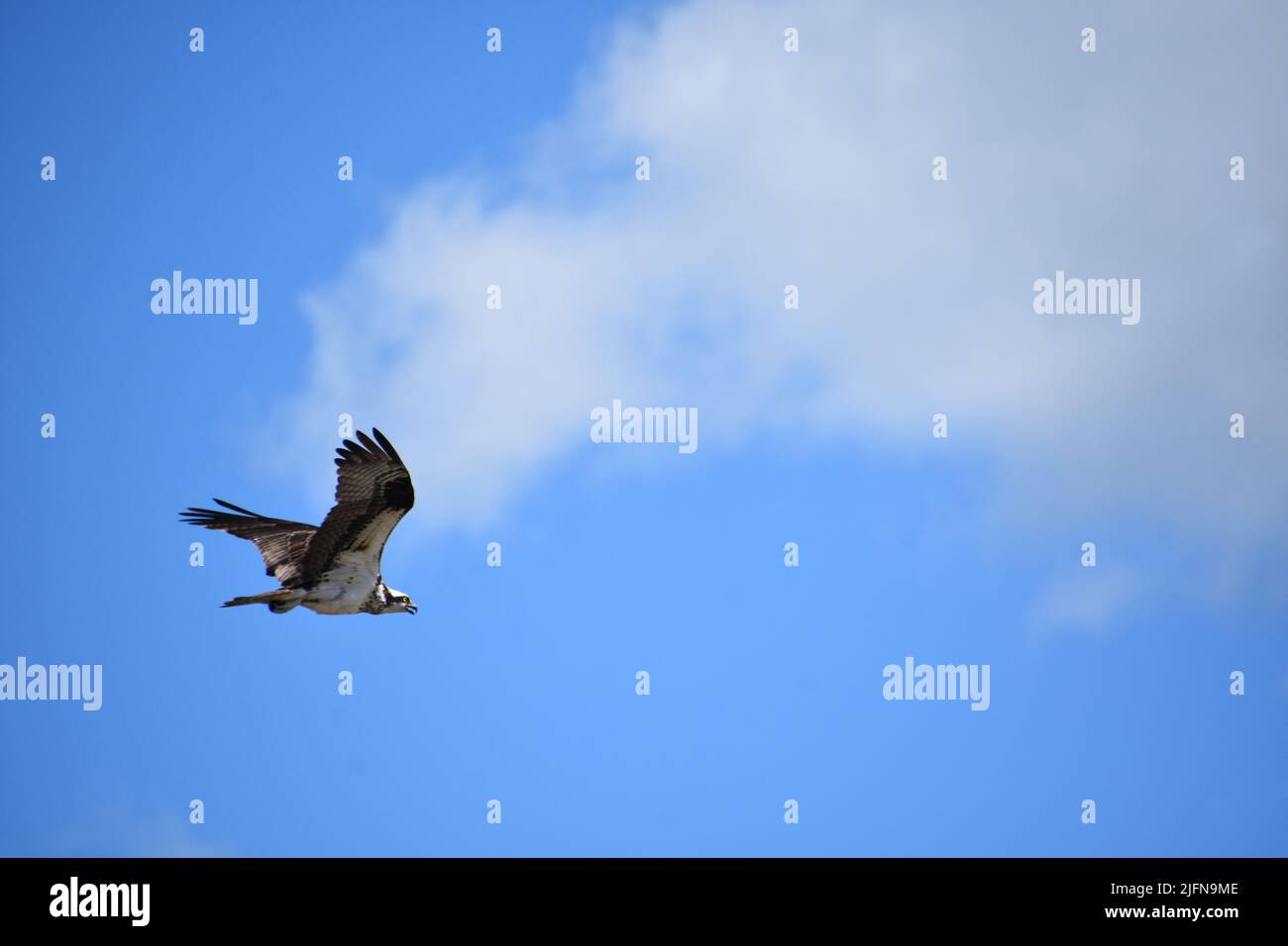 Wings of an osprey with stunning markings on the underside of the wing ...
