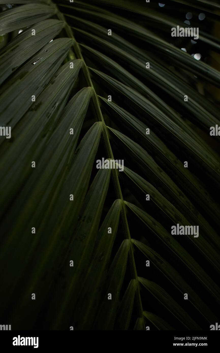 Green leaves of Monstera plant growing in wild, the tropical forest ...