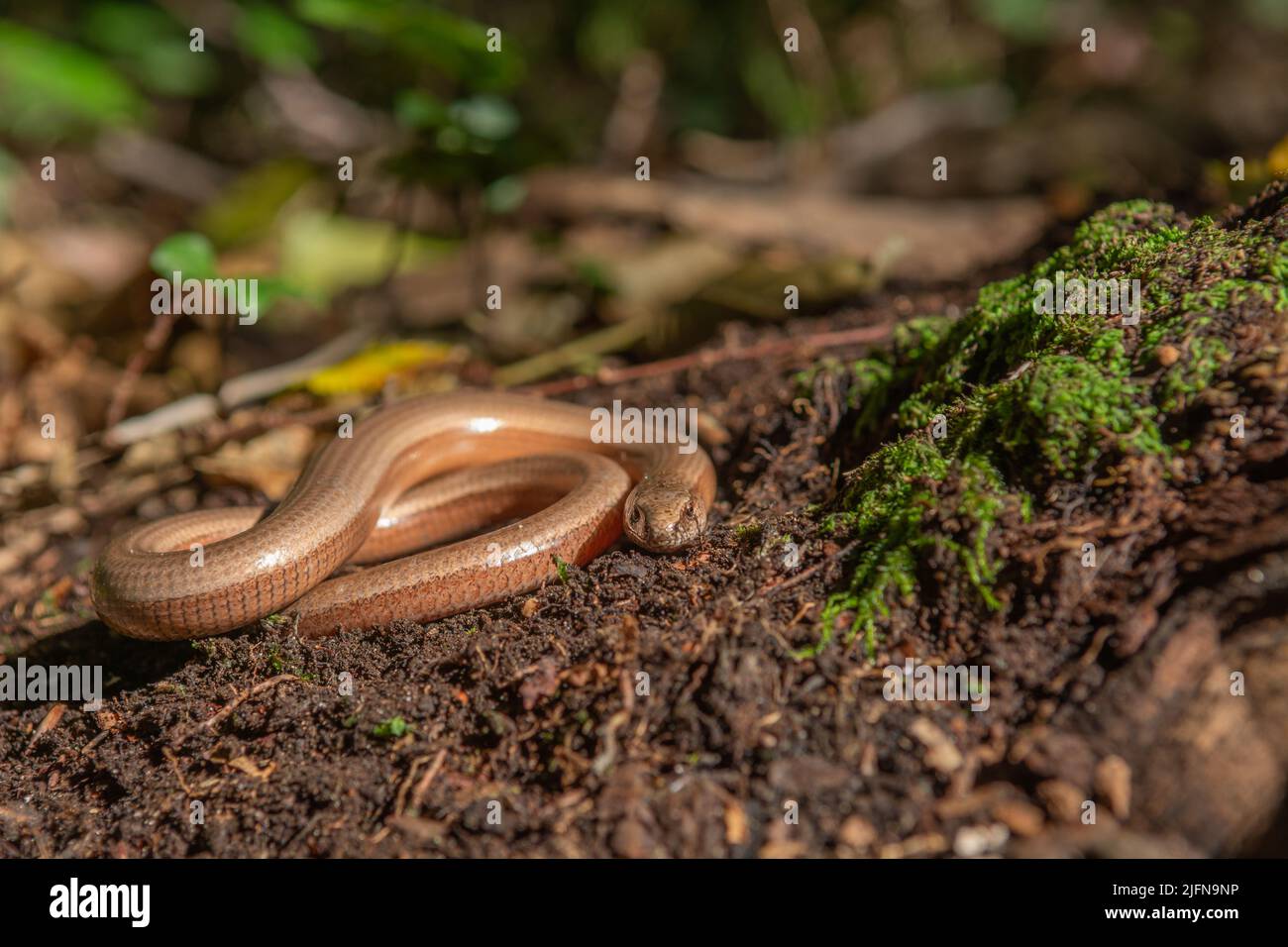 Slow worm (Anguis fragilis) on floor of forest. Alsace, France Stock ...