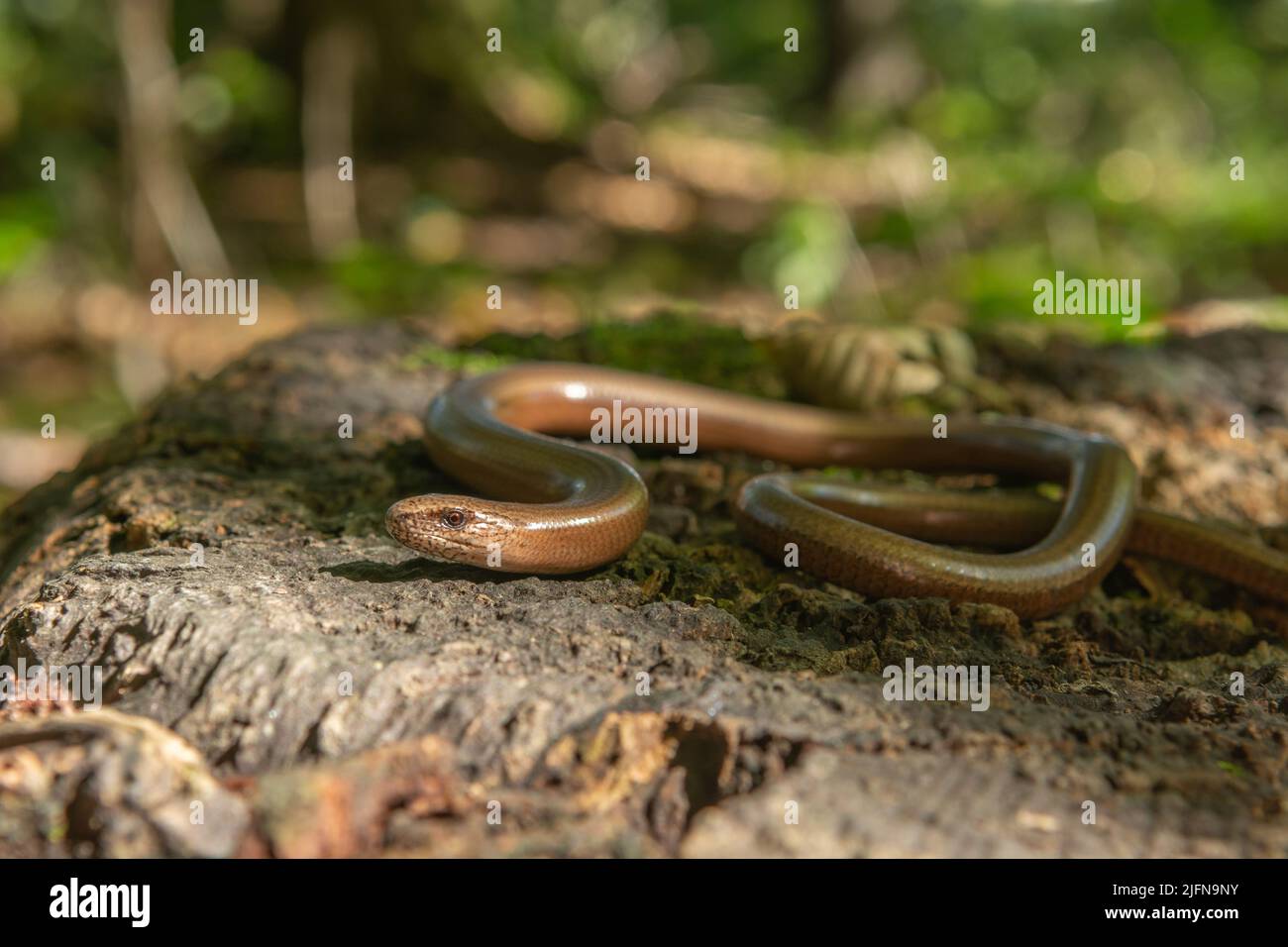 Slow worm (Anguis fragilis) on floor of forest. Alsace, France Stock ...