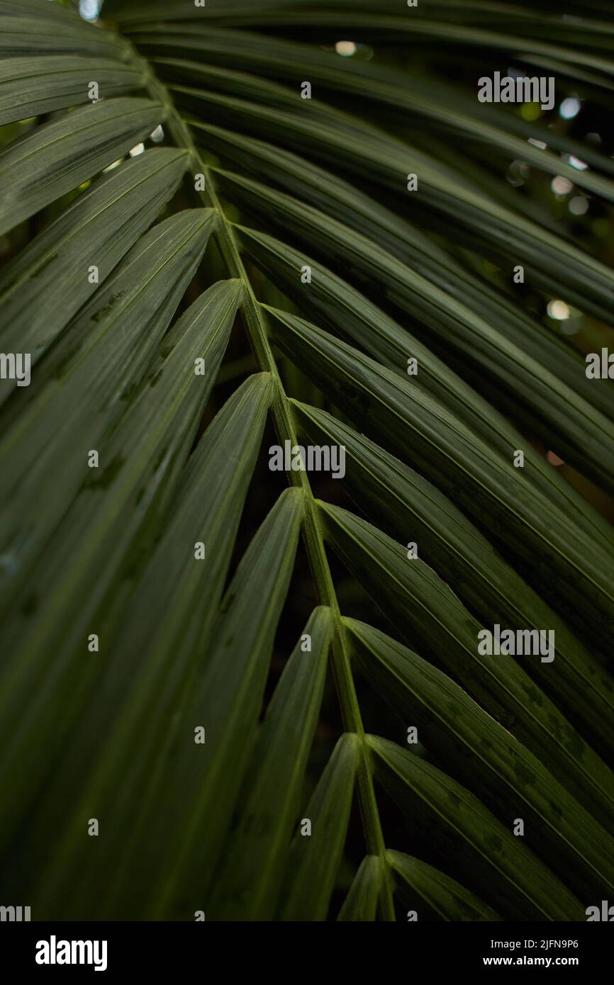 Green leaves of Monstera plant growing in wild, the tropical forest ...