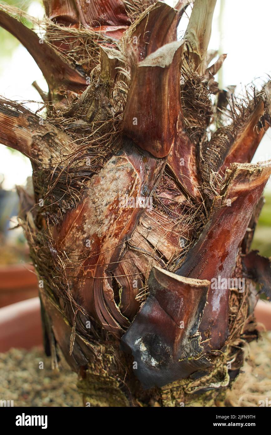 Structure of trunk of palm tree surface background. Texture of trunk ...