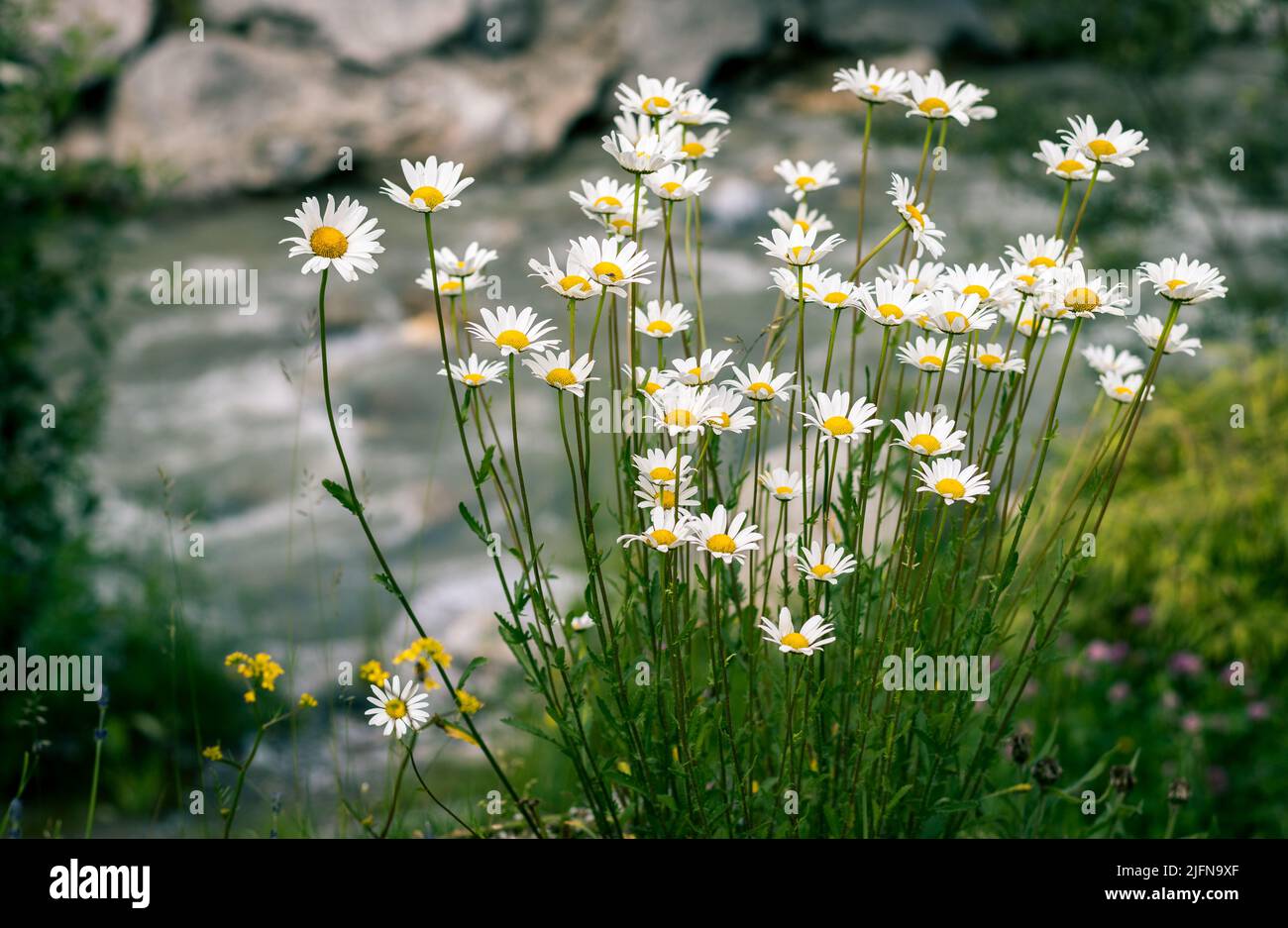 Flowers in Austria Stock Photo - Alamy