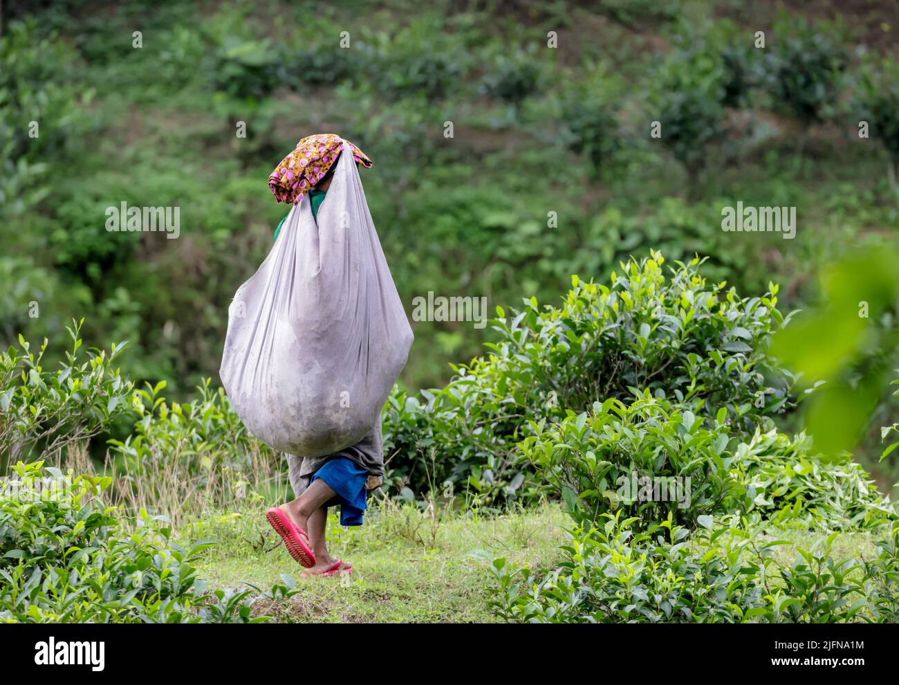 Worker carrying tea leaves in bag in rangapani tea garden.this photo ...