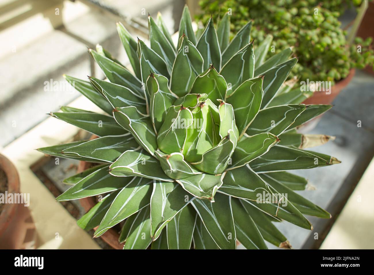 Agave Species, King Ferdinand Agave, Century Plant, Maguey (Agave ...