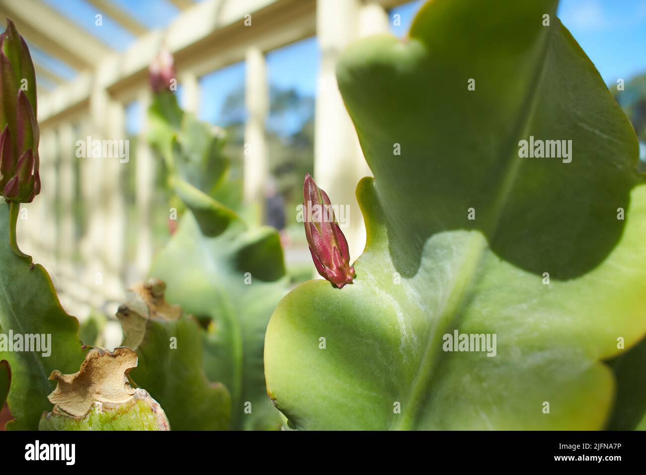 Close up of curly Sue Cactus (Epiphyllum Guatemalense Monstrose Stock ...