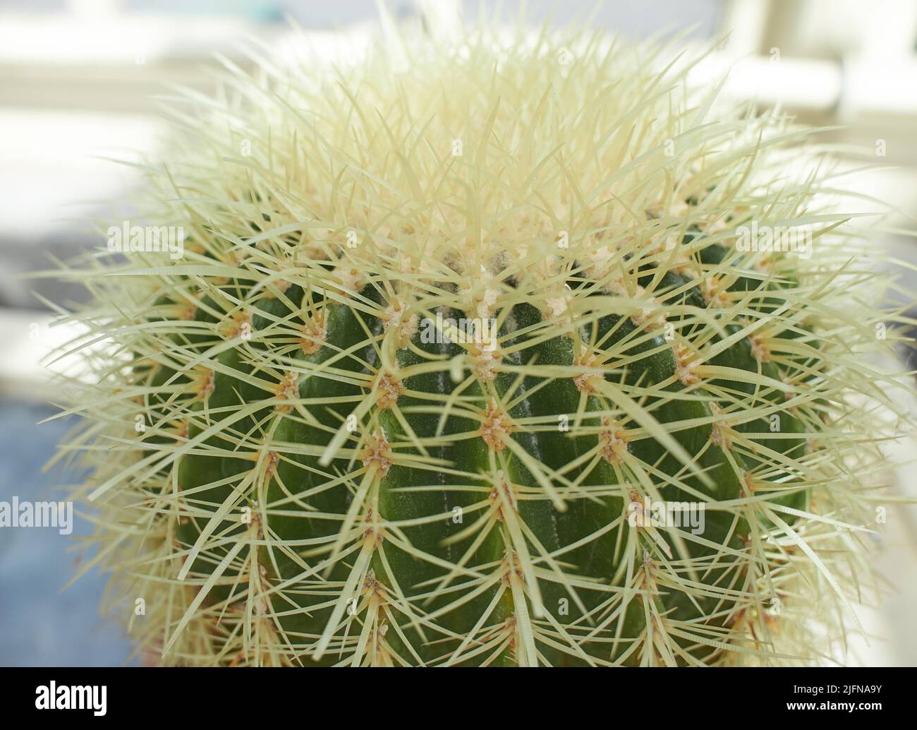 Echinocactus grusonii (White form) plant, flower growing in Dublin ...