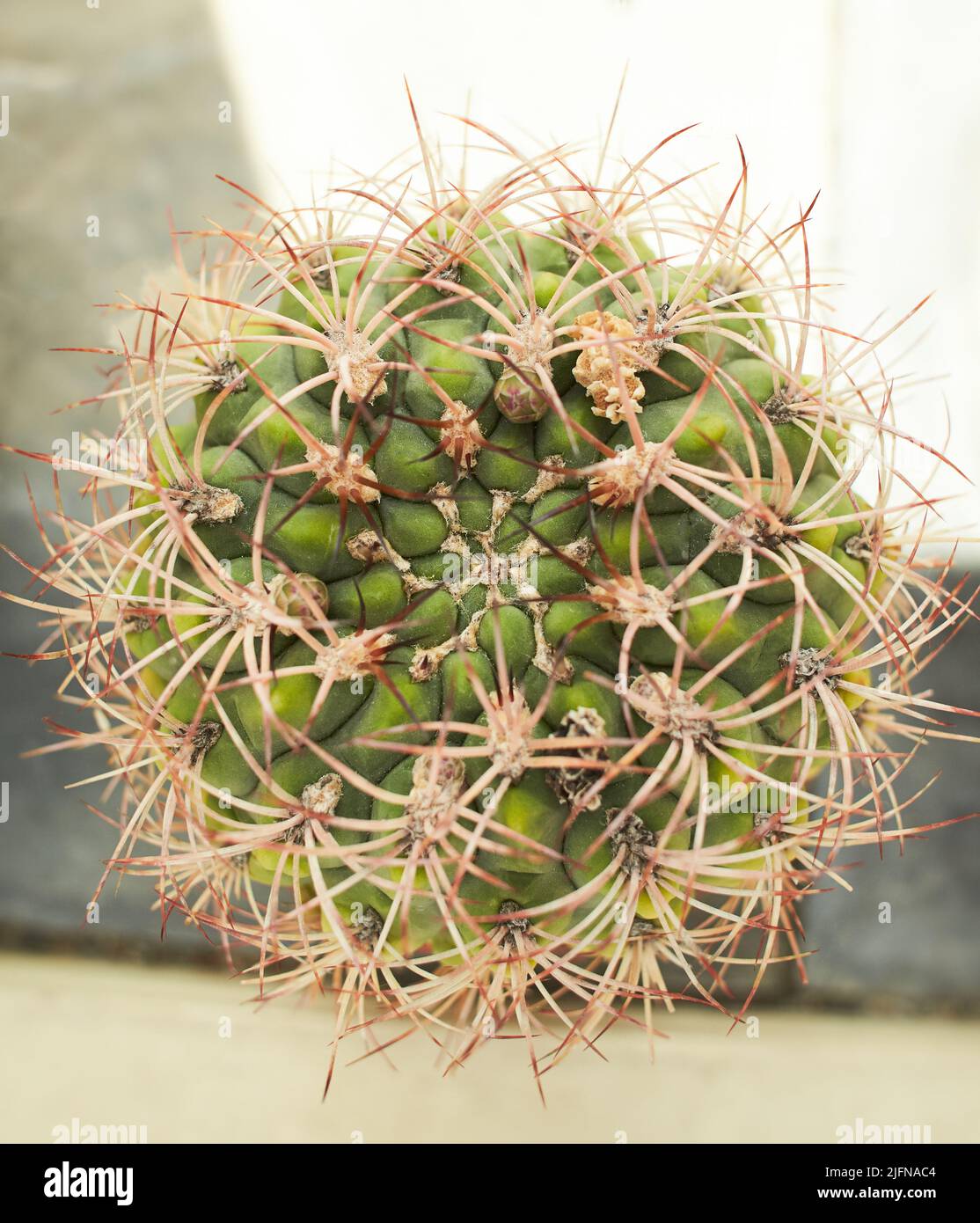 A close-up photo of a large green Gymnocalycium multiflorum cactus with ...