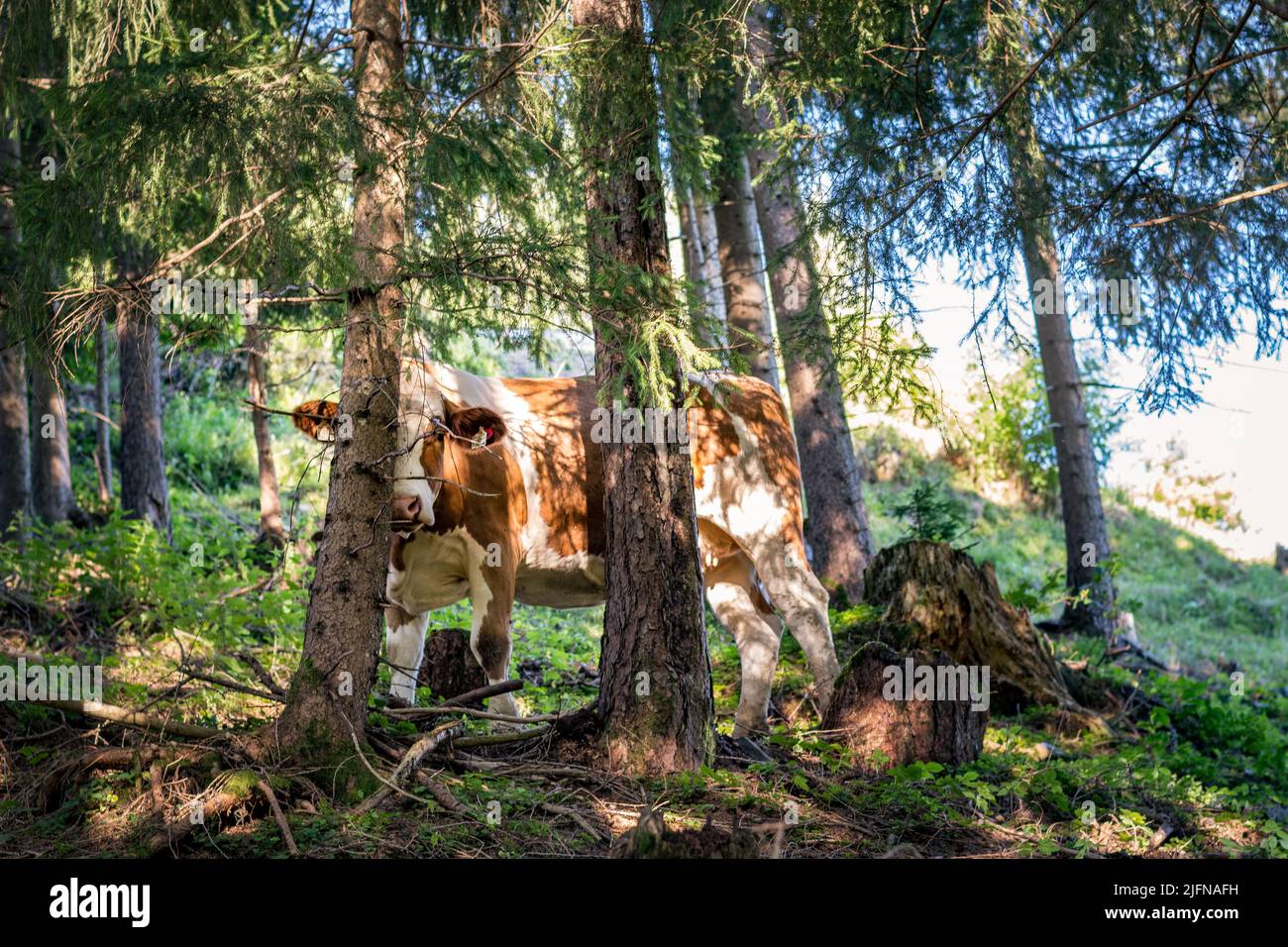 Austrian cows hi-res stock photography and images - Alamy