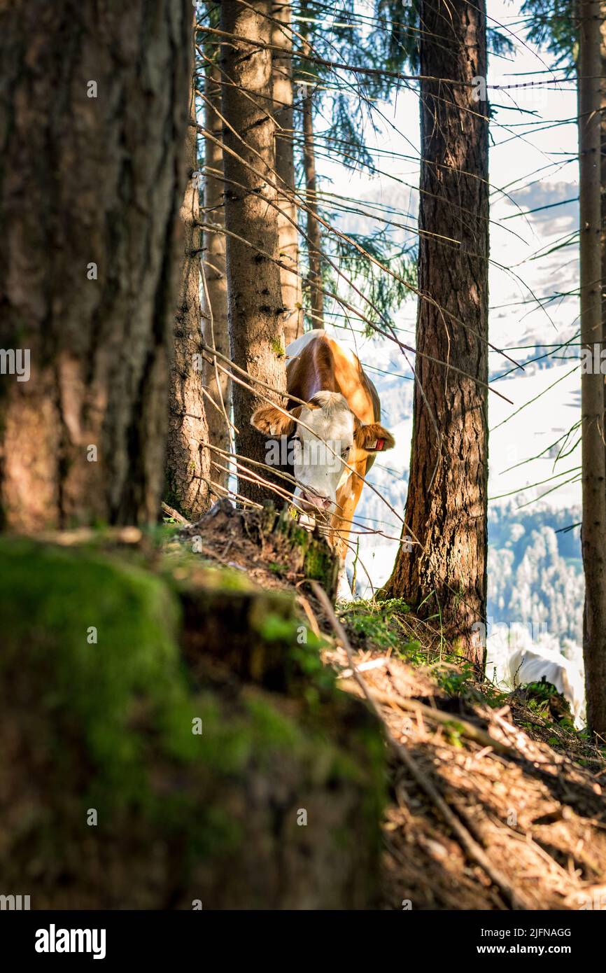 Austrian cows hi-res stock photography and images - Alamy