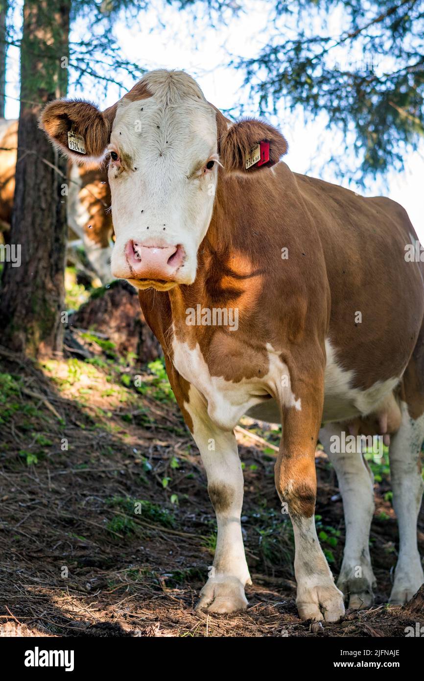 Austrian cows hi-res stock photography and images - Alamy