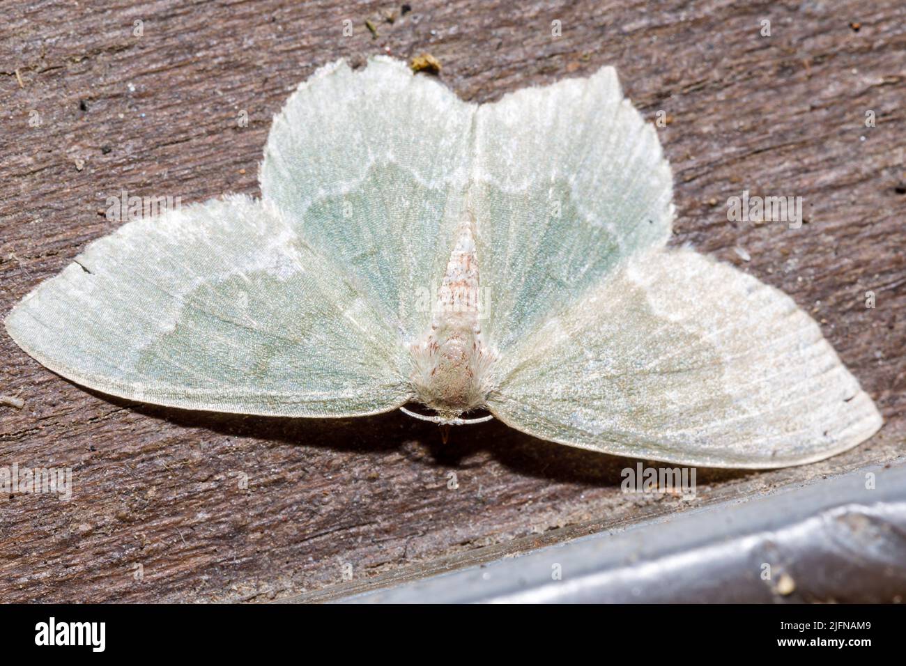 Little emerald moth (Jodis lactearia) Sussex, UK Stock Photo - Alamy