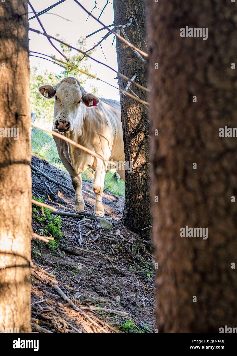 Austrian cows hi-res stock photography and images - Alamy