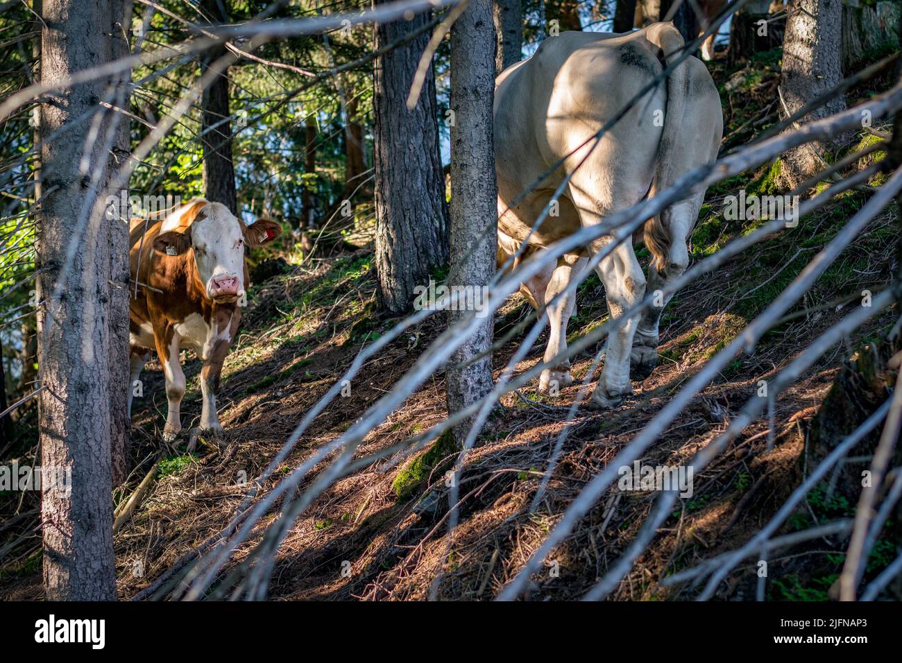 Austrian cows hi-res stock photography and images - Alamy