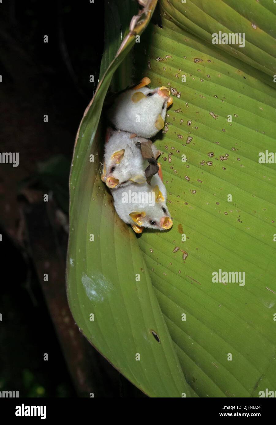 Honduran White Bat (Ectophylla alba) three adults roosting in leaf La ...