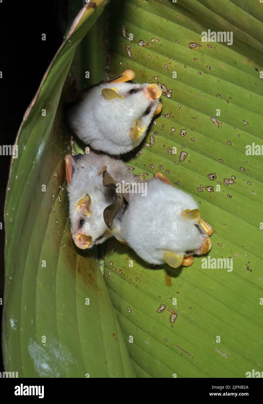Honduran White Bat (Ectophylla alba) three adults roosting in leaf La ...