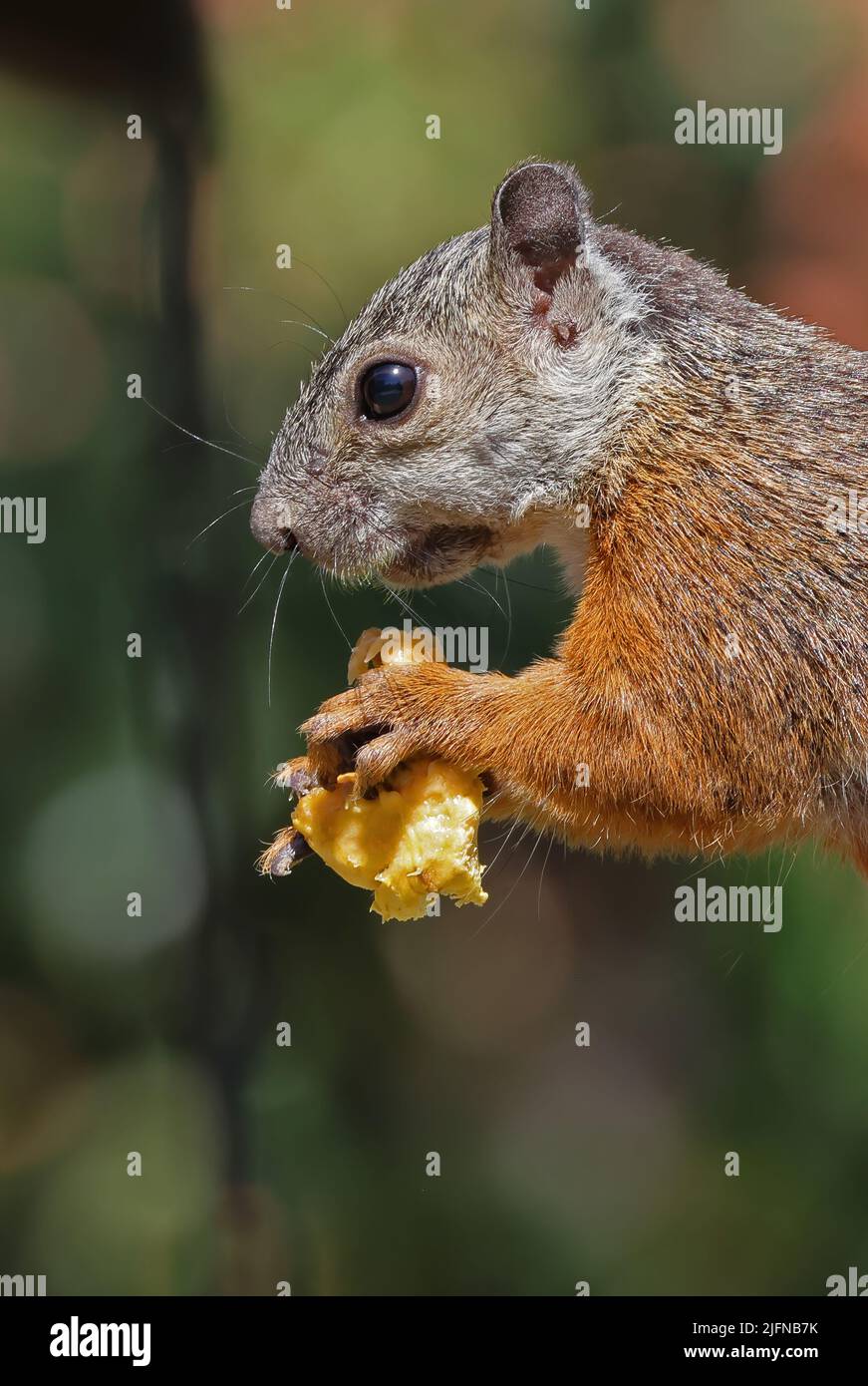 Variegated Squirrel (Sciurus variegatoides) close-up of adult eating ...