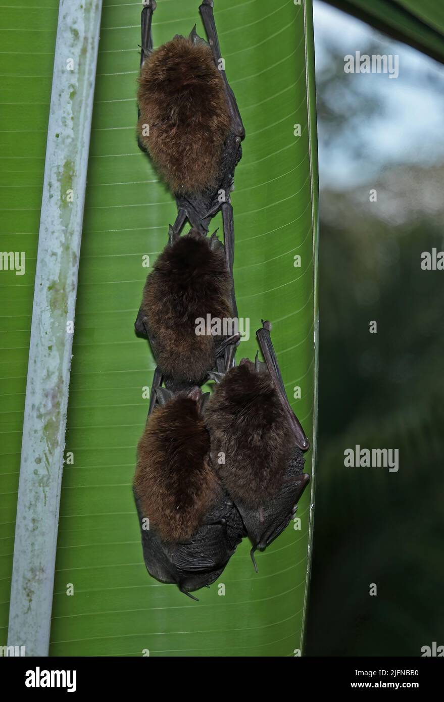 Spixs disk winged bat hi-res stock photography and images - Alamy