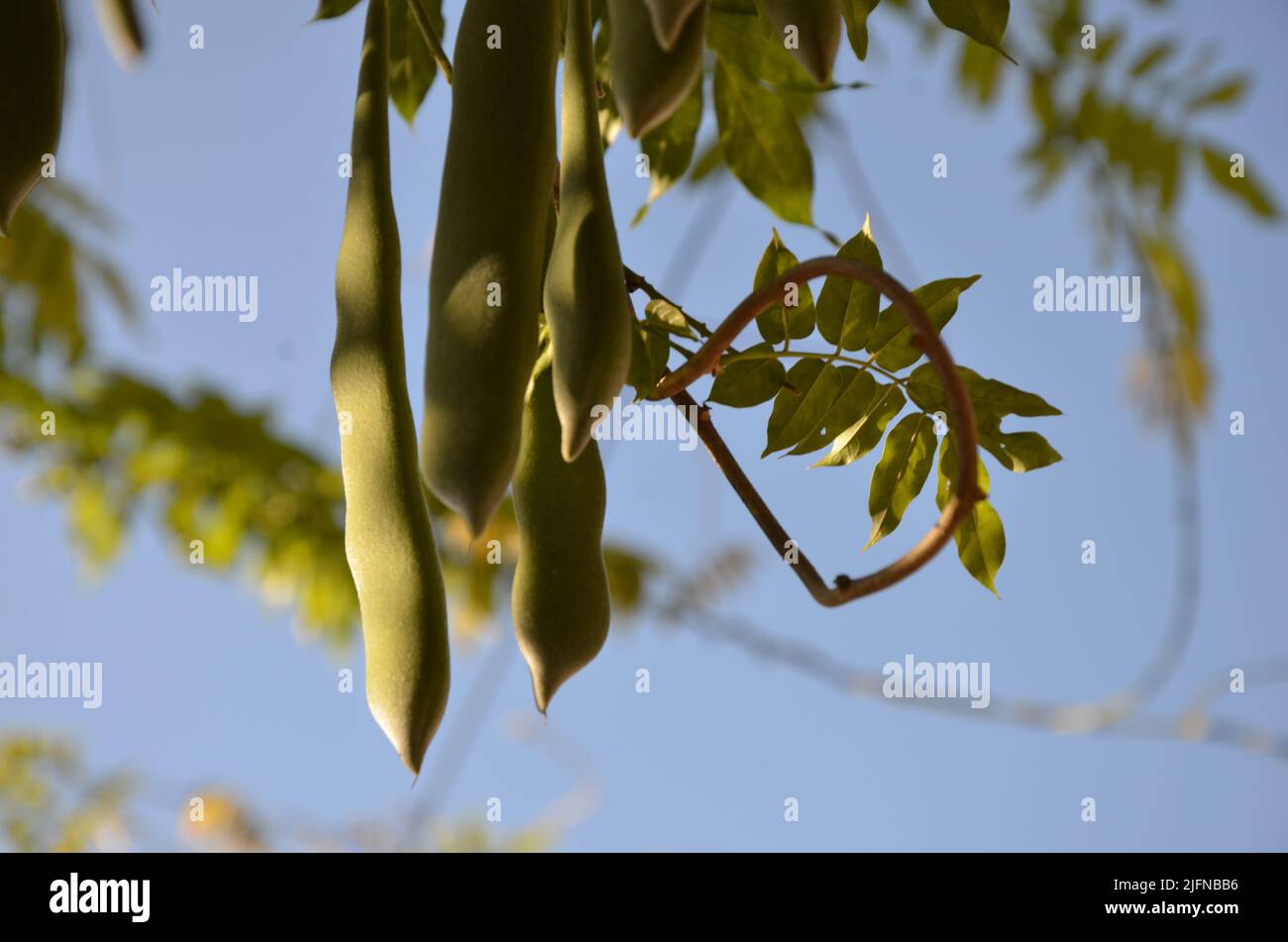 A closeup of wisteria pods growing on the tree in the blue sky ...