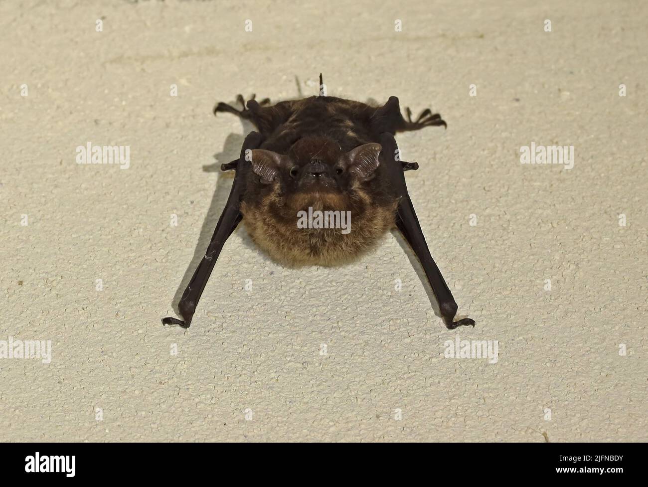 Lesser Sac-winged Bat (Saccopteryx leptura) adult roosting on house ...
