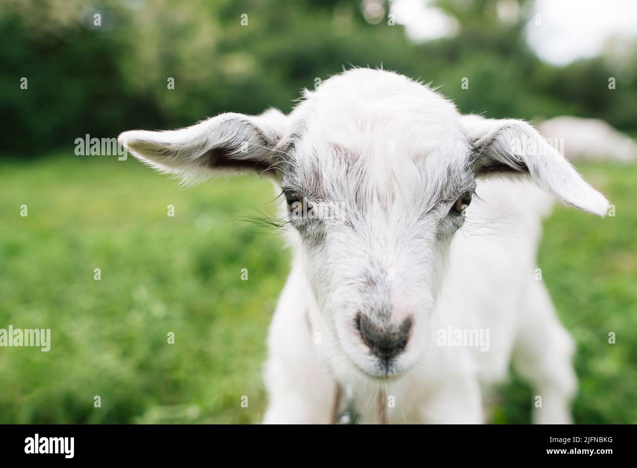 Goat funny face hi-res stock photography and images - Alamy