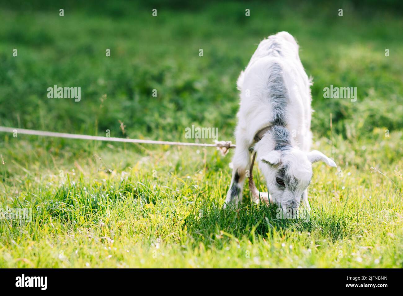 Grazing cute goatling on green meadow Stock Photo - Alamy