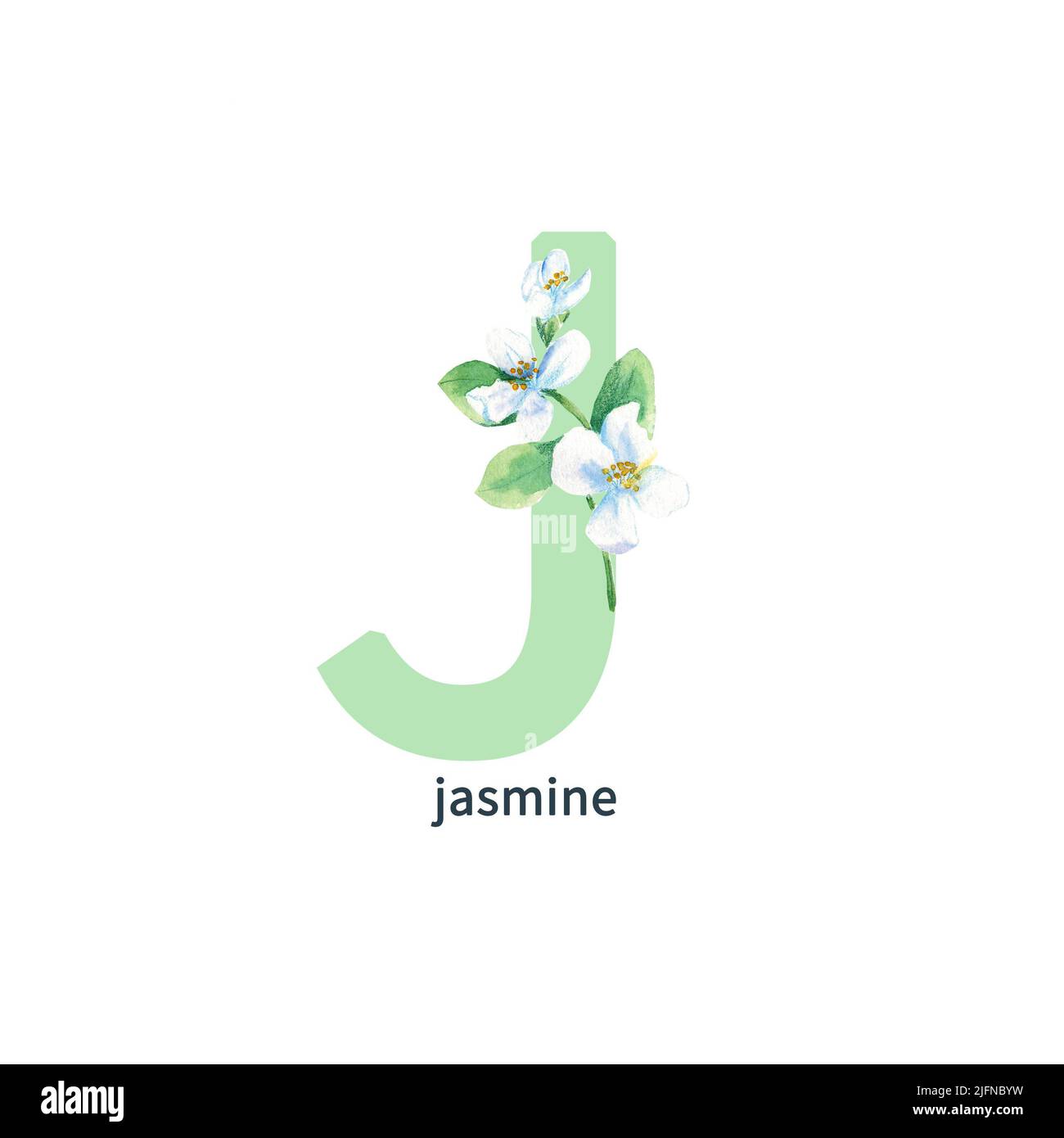 Letter J, white jasmine, flower ABC alphabet. Watercolor illustration ...