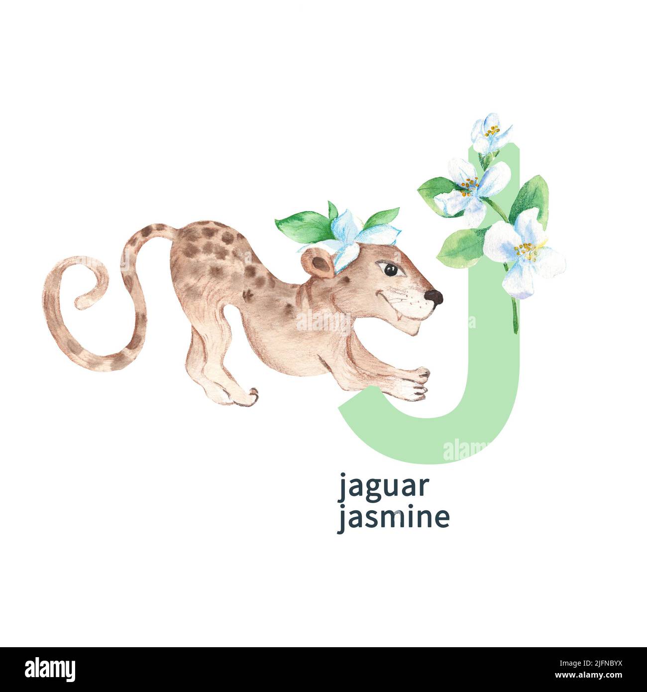 Letter J, jaguar with jasmine, cute kids colorful animals and flower ...