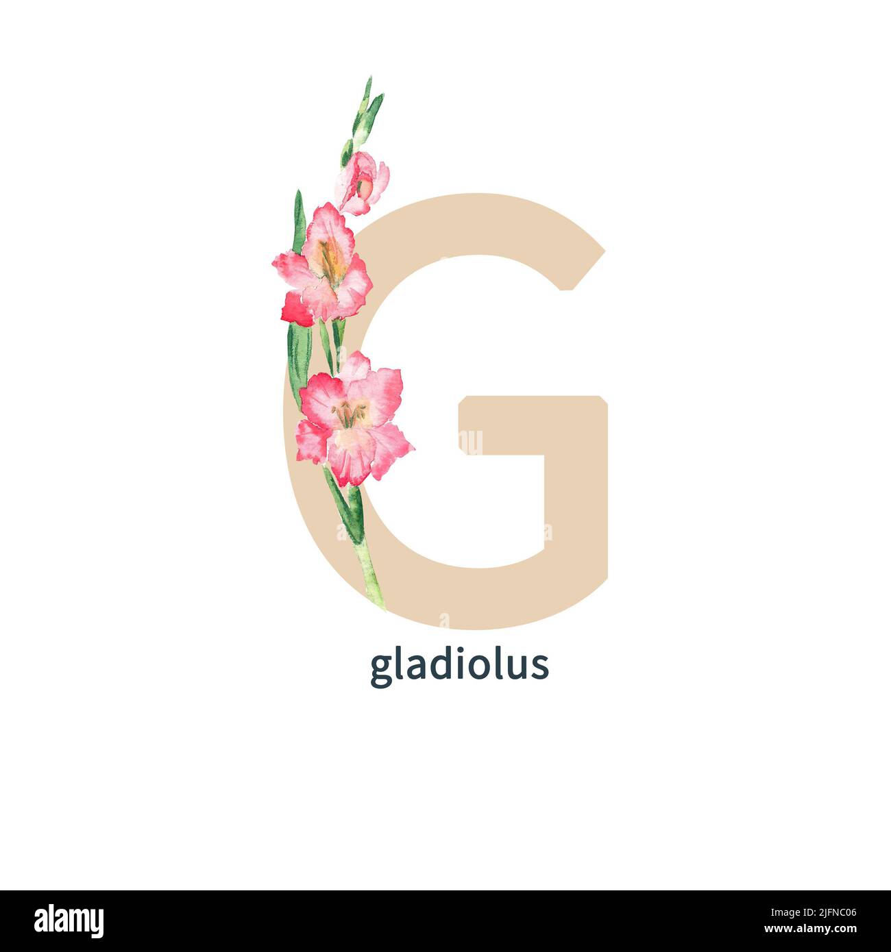 Letter G, pink gladiolus, flower ABC alphabet. Watercolor illustration ...