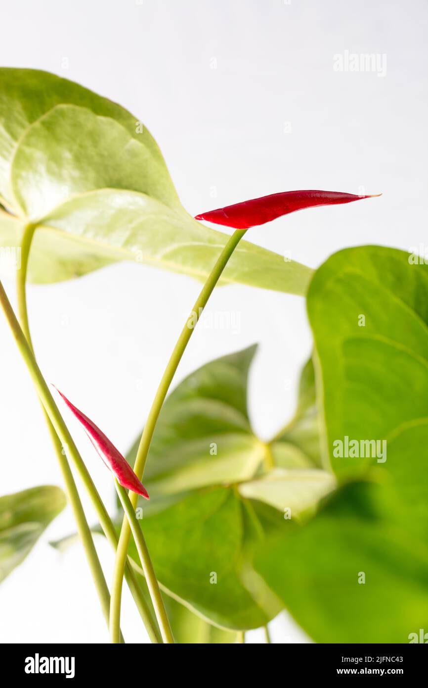 anthurium flower buds, also known as tailflower, flamingo and laceleaf ...