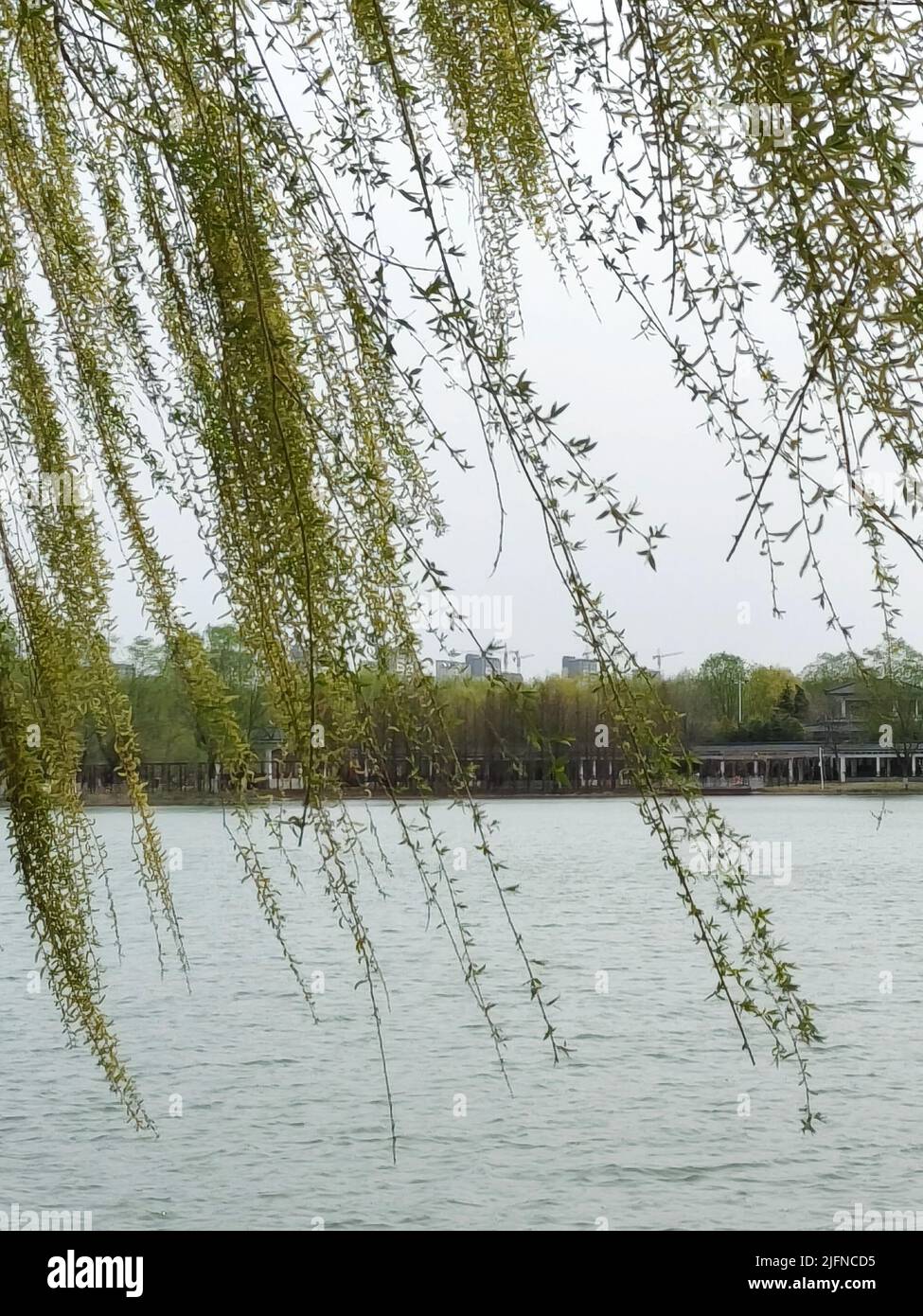 Background outside hanging willow hi-res stock photography and images ...