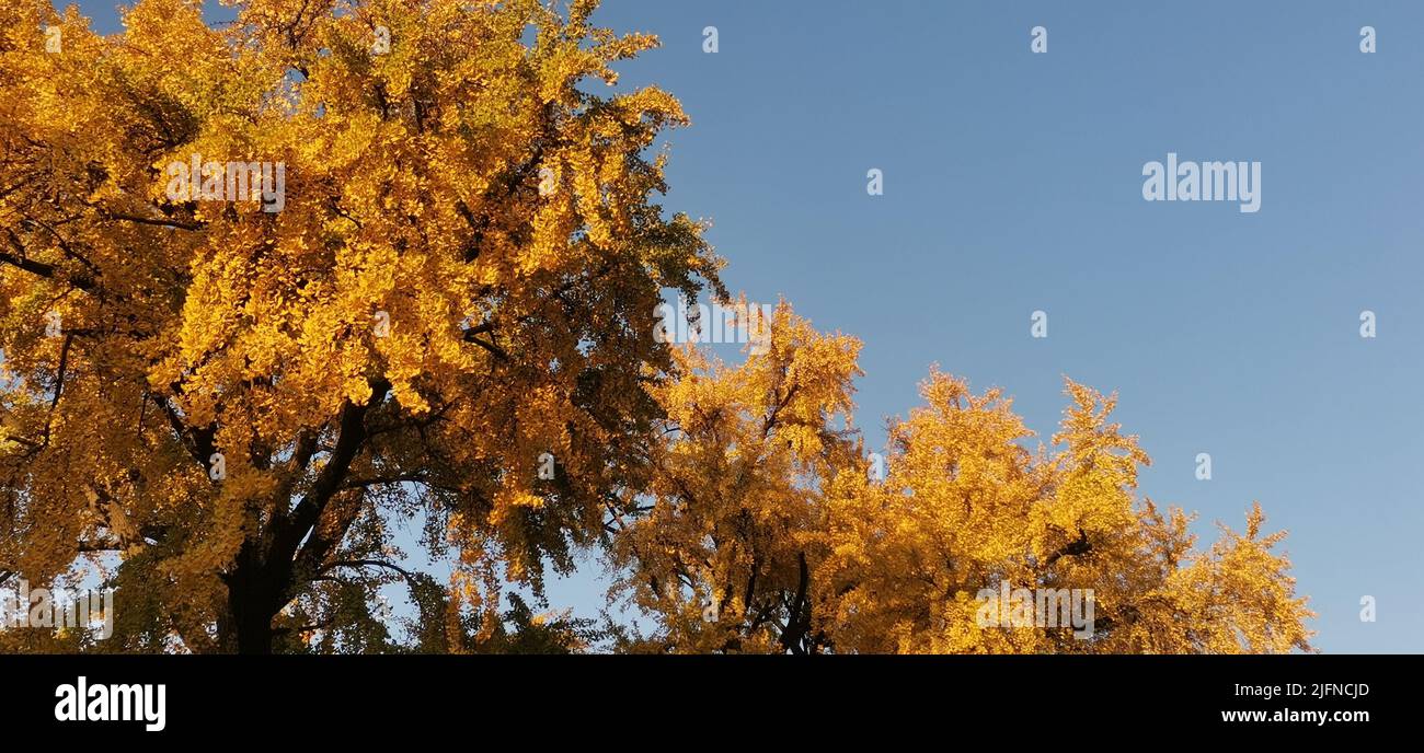 Scenic golden foliage covering trees in autumn Stock Photo - Alamy