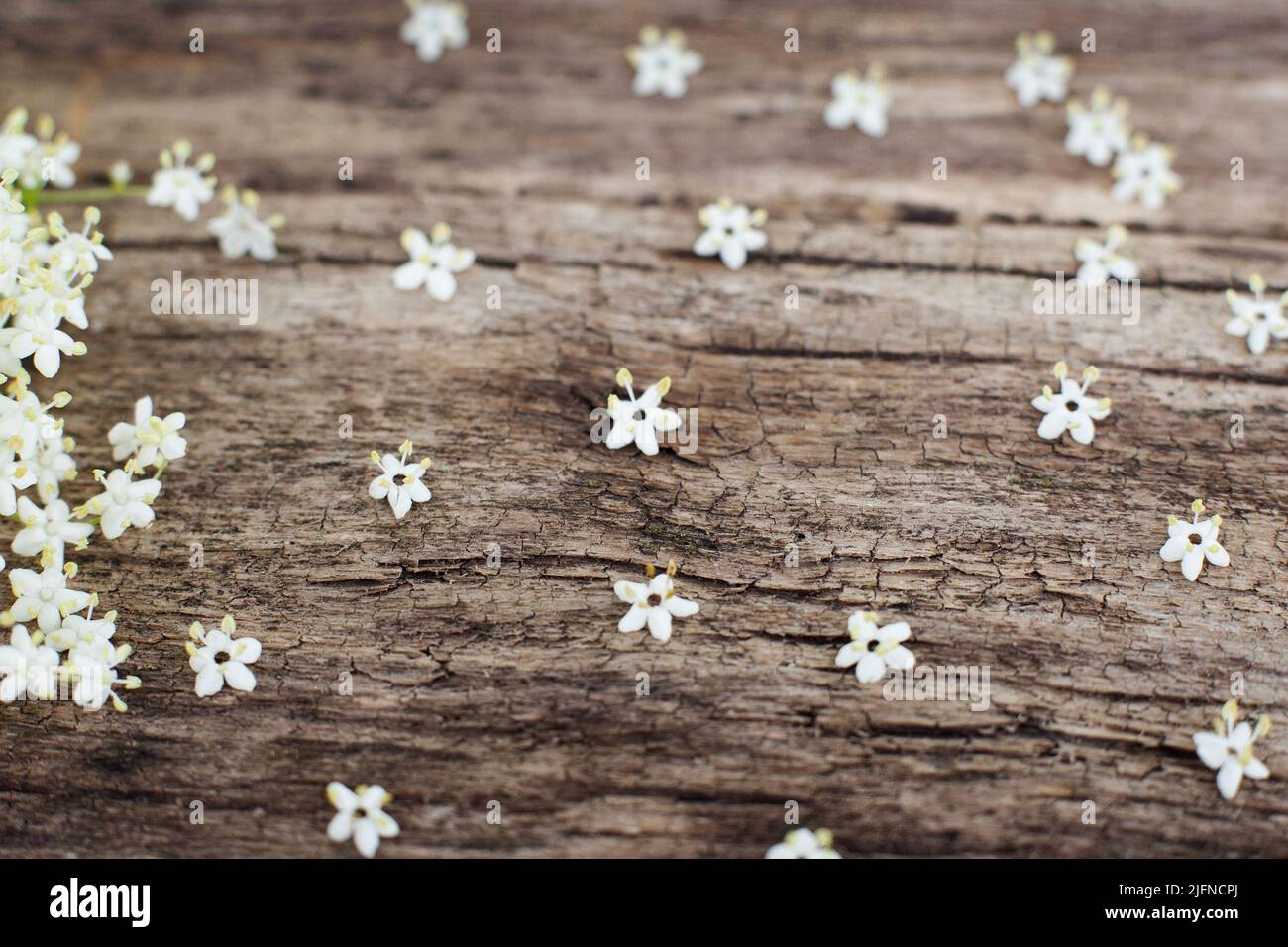 Closeup white old flowers hi-res stock photography and images - Alamy